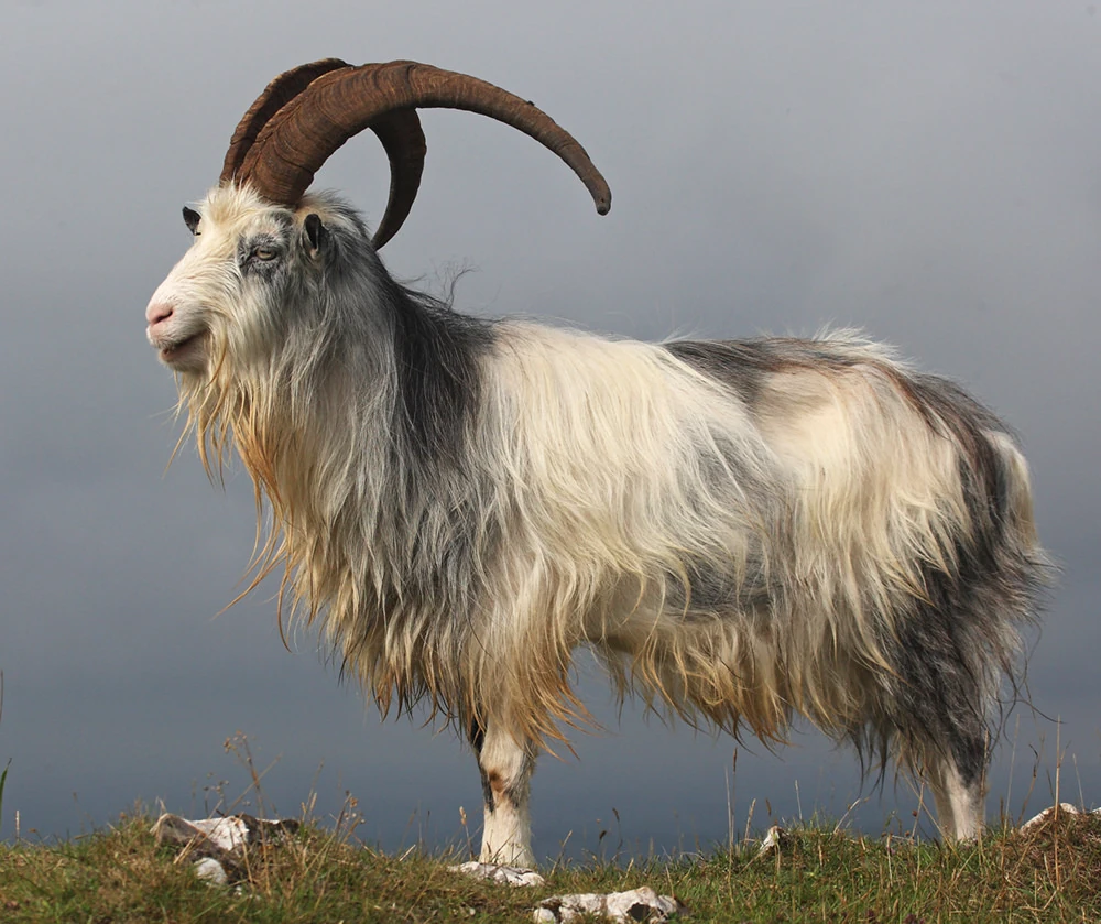 British Primitive Goat | Animals Wiki | Fandom