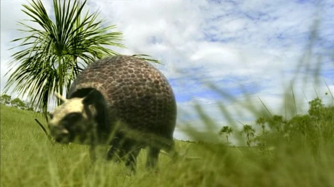 Doedicurus | Animals Wiki | Fandom