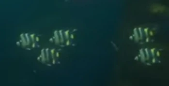 Star Snapper | Animals Wiki | Fandom