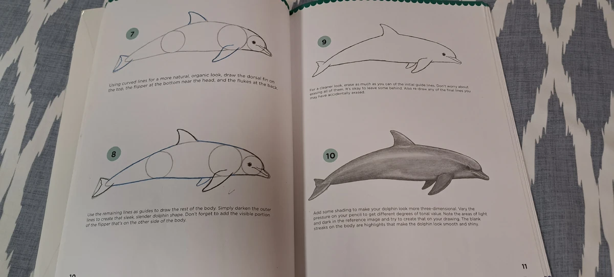 List of Species in Let's Draw Sea Creatures | Animals Wiki | Fandom