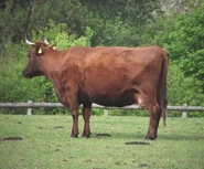 Domestic Cattle | Animals Wiki | Fandom