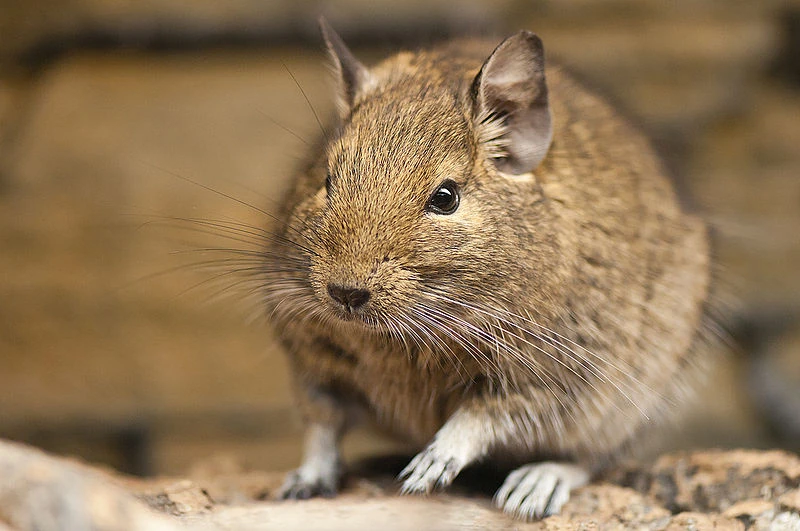 Common Degu | Animals Wiki | Fandom