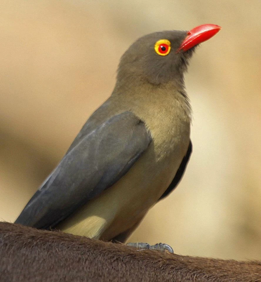 Red-billed Oxpecker | Animals Wiki | Fandom