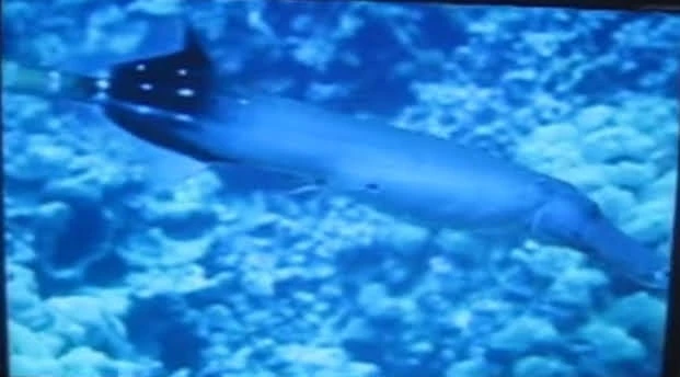 Smooth Razorfish | Animals Wiki | Fandom