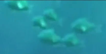 Atlantic Fanfish | Animals Wiki | Fandom