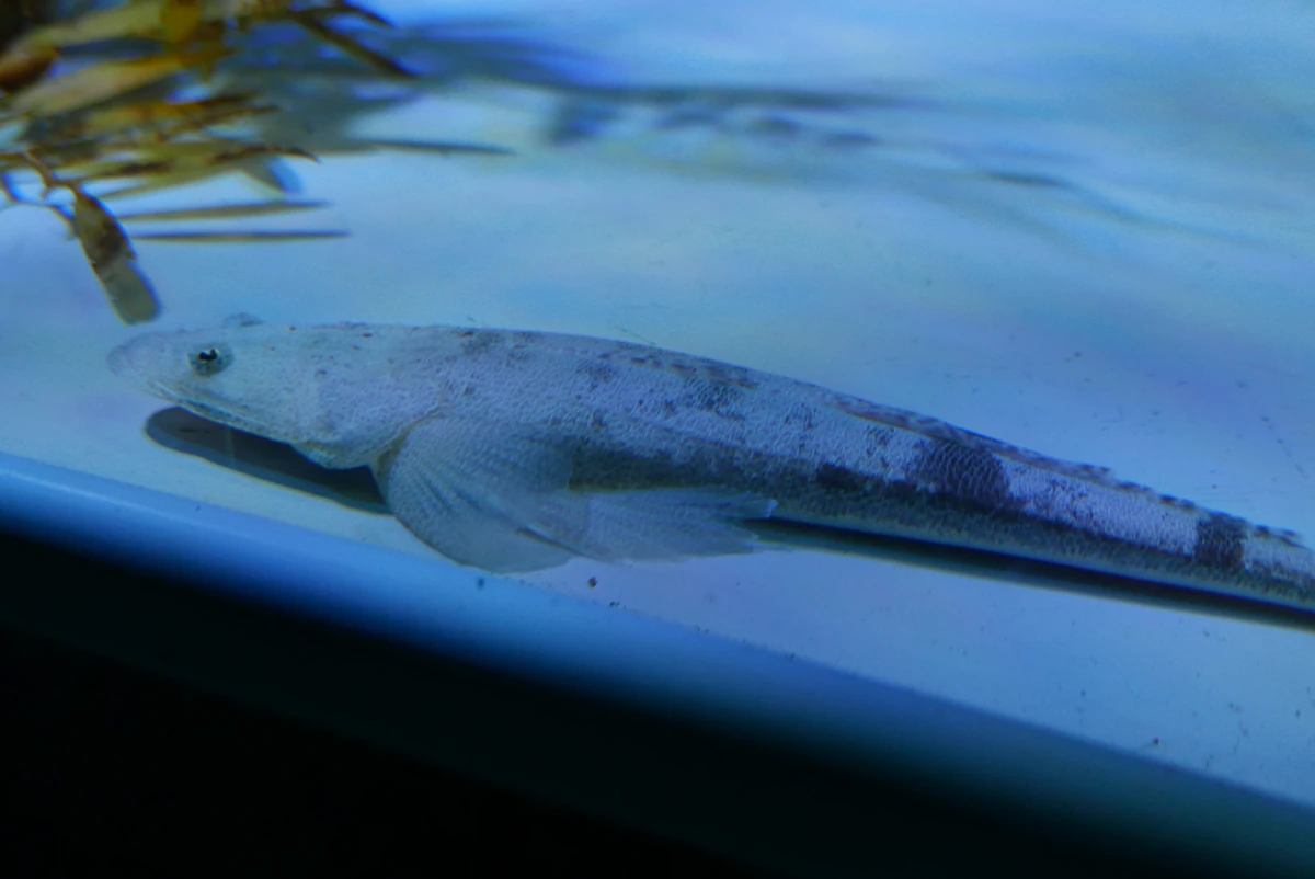 Bartail Flathead | Animals Wiki | Fandom