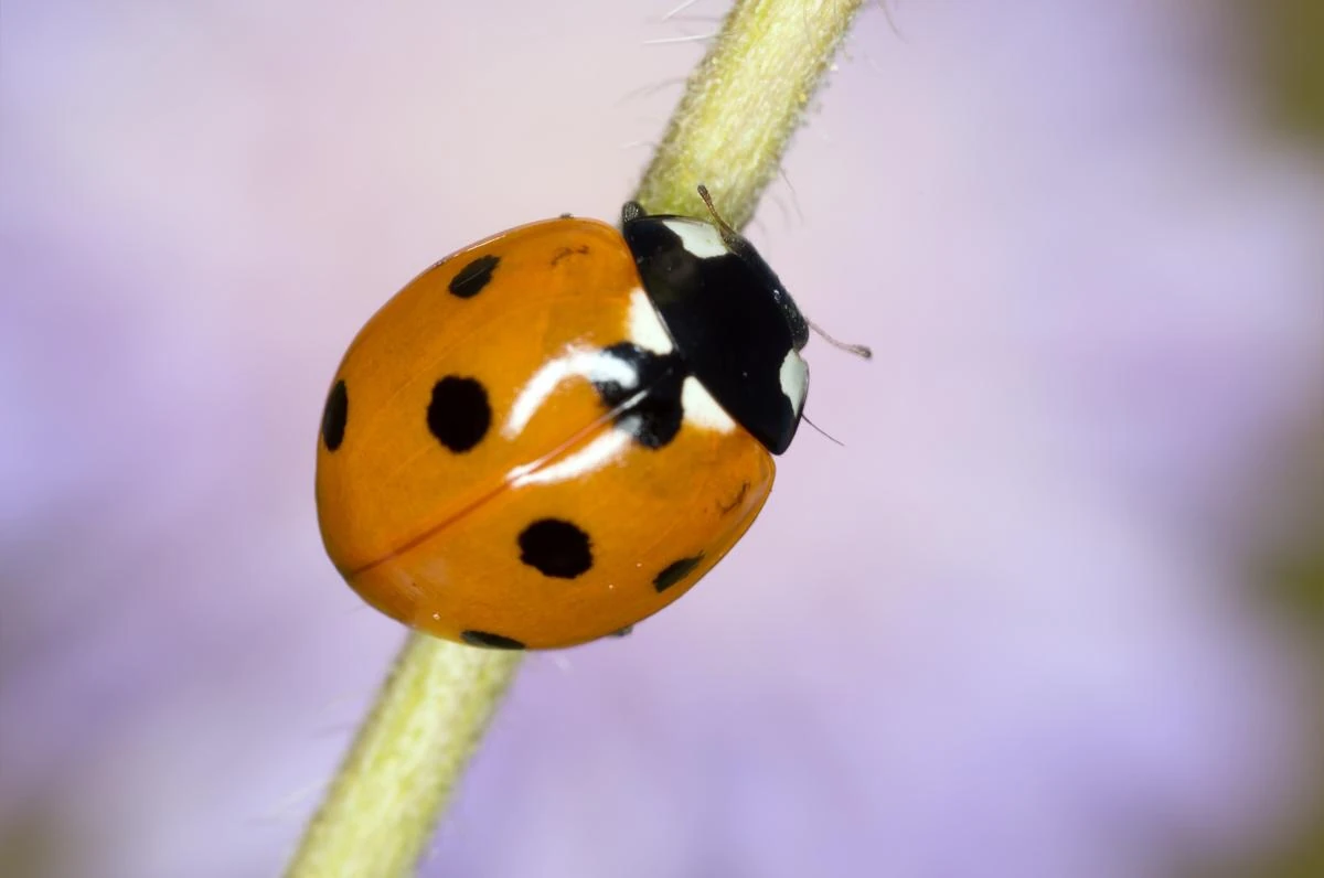 Seven-spotted Ladybug | Animals Wiki | Fandom