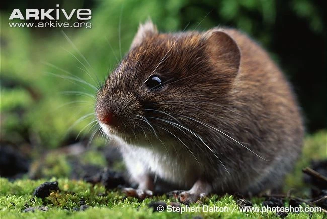 Bank Vole | Animals Wiki | Fandom