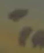 Rakali | Animals Wiki | Fandom