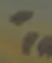 Rakali | Animals Wiki | Fandom