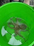 East Asian Common Octopus | Animals Wiki | Fandom