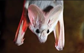Ghost Bat | Animals Wiki | Fandom