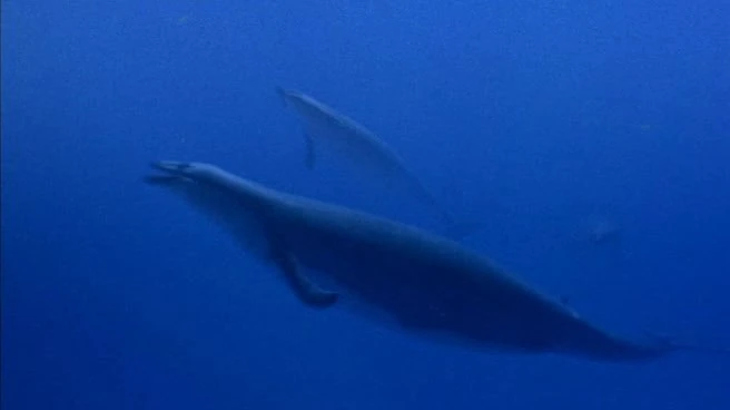 Basilosaurus | Animals Wiki | Fandom