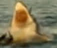 Dwarf Smooth-Hound | Animals Wiki | Fandom