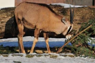 Gemsbok | Animals Wiki | Fandom