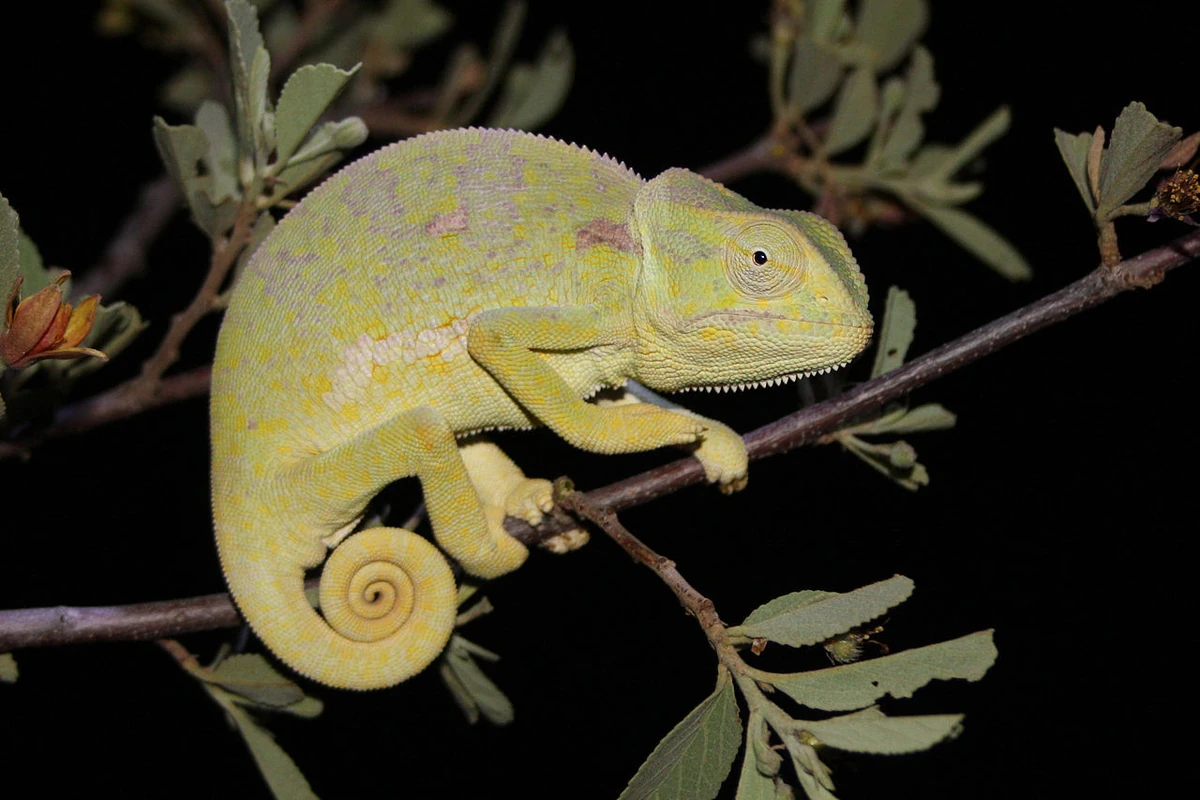Flap-neck Chameleon | Animals Wiki | Fandom