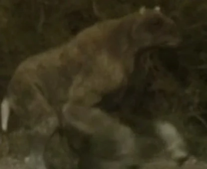 Moropus | Animals Wiki | Fandom