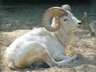 Dall Sheep | Animals Wiki | Fandom