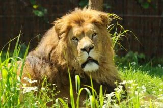 Somali Lion | Animals Wiki | Fandom