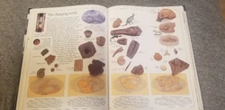 Dk Eyewitness Books Fossil Store | emergencydentistry.com
