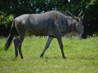 Barnyard (NatureRules1 Version) | Animals Wiki | Fandom