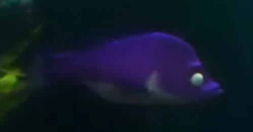 Banded Parrotfish | Animals Wiki | Fandom