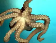 Algae Octopus | Animals Wiki | Fandom