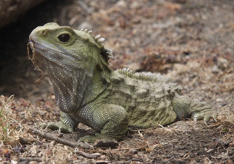 Northern Tuatara | Animals Wiki | Fandom