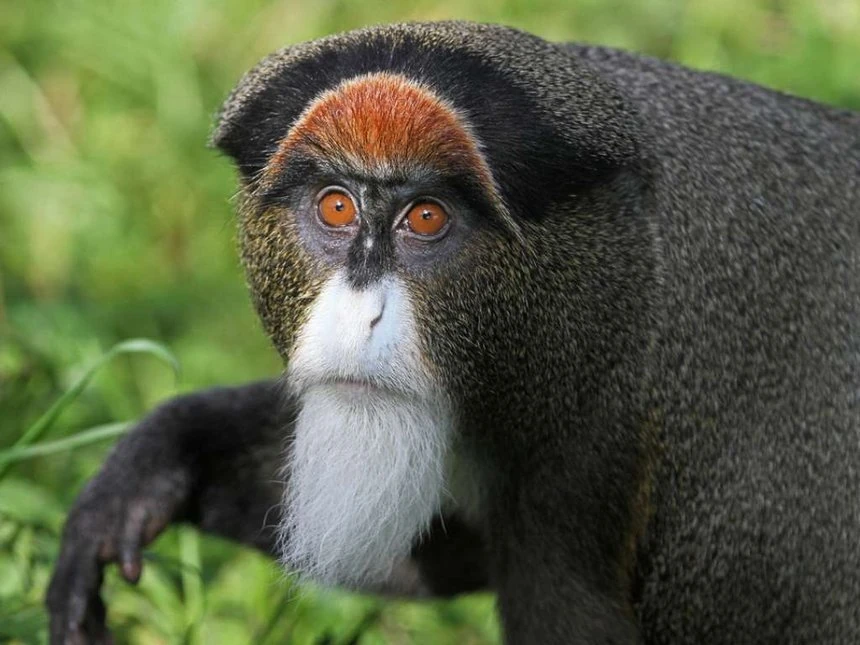 De Brazza's Monkey | Animals Wiki | Fandom