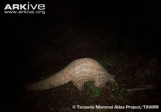 Giant Pangolin | Animals Wiki | Fandom