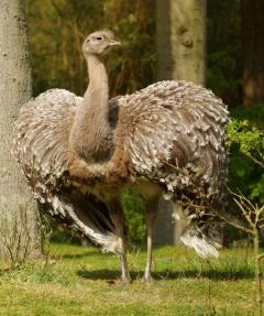 Lesser Rhea | Animals Wiki | Fandom