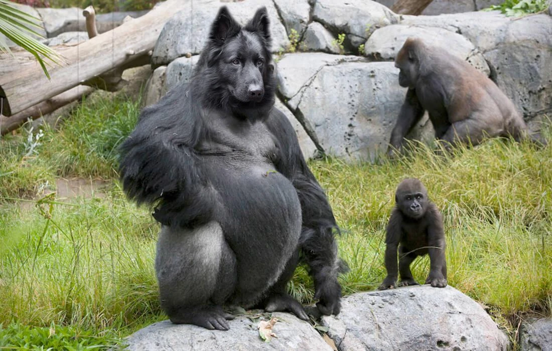 Dogrilla | Animals Wiki | Fandom