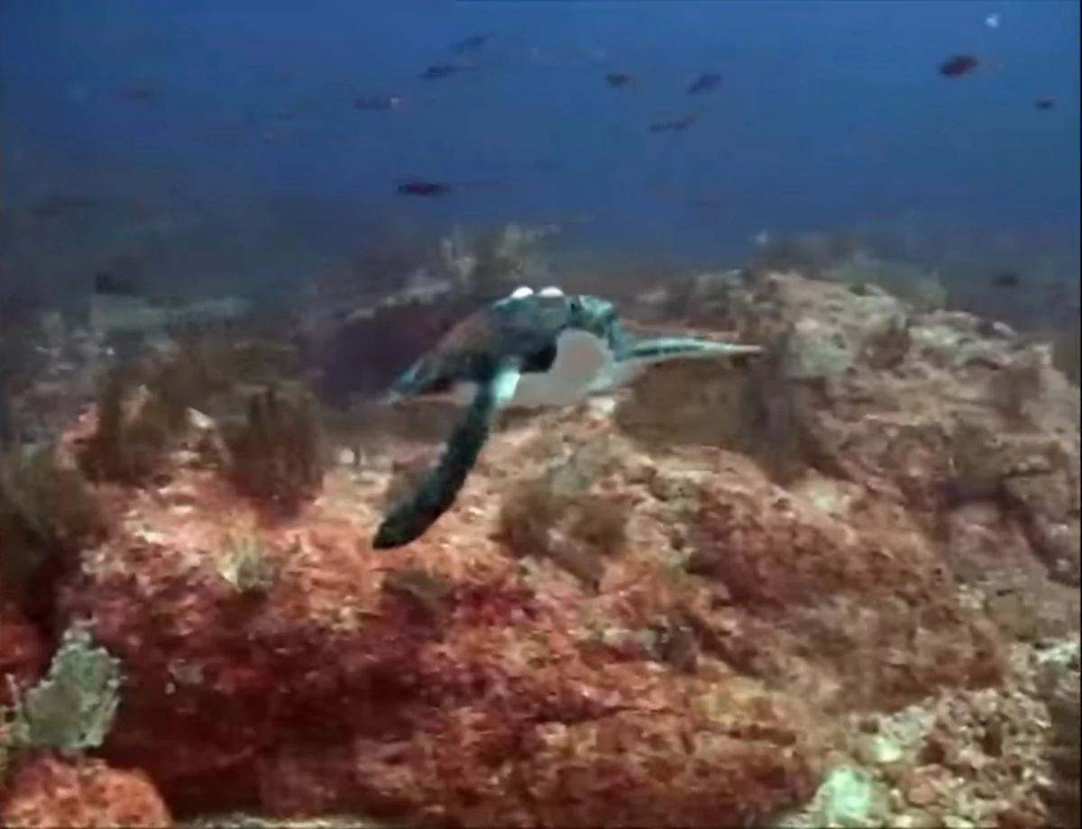 Zambezi Flapshell Turtle | Animals Wiki | Fandom