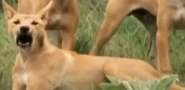 Dingo | Animals Wiki | Fandom