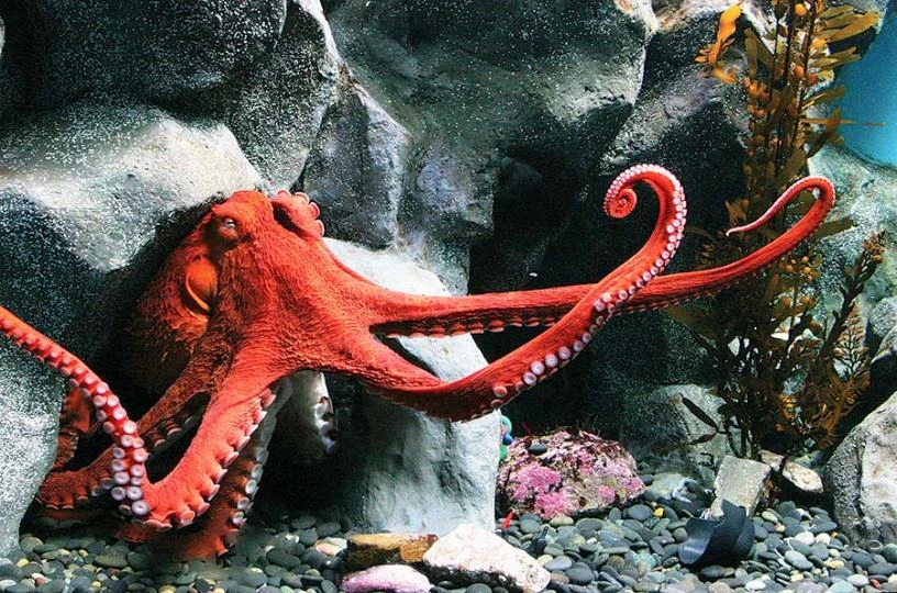 North Pacific Giant Octopus