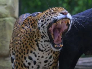 Jaguar | Animals Wiki | Fandom