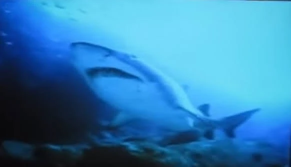 Starspotted Smooth-Hound | Animals Wiki | Fandom