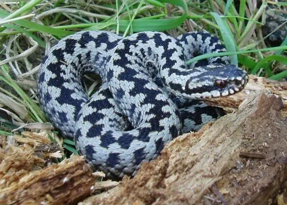 European Adder | Animals Wiki | Fandom