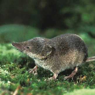 Arctic Shrew | Animals Wiki | Fandom