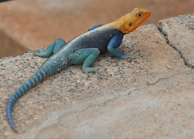 Common Agama | Animals Wiki | Fandom