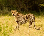 Animals (Cars) (Franchise) (NatureRules1 Style) | Animals Wiki | Fandom