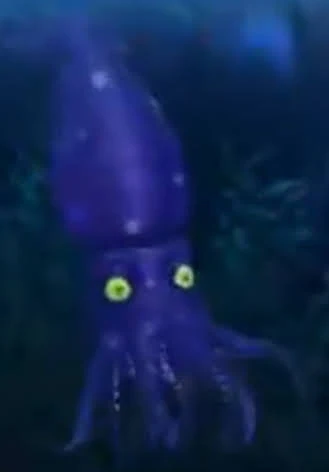 Firefly Squid | Animals Wiki | Fandom