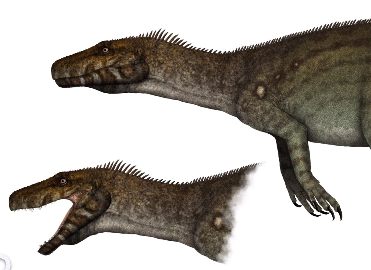 Kawuk | Animals Wiki | Fandom