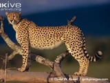 Category:NatureRules1 | Animals Wiki | Fandom