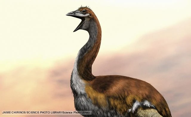 Elephant Bird | Animals Wiki | Fandom