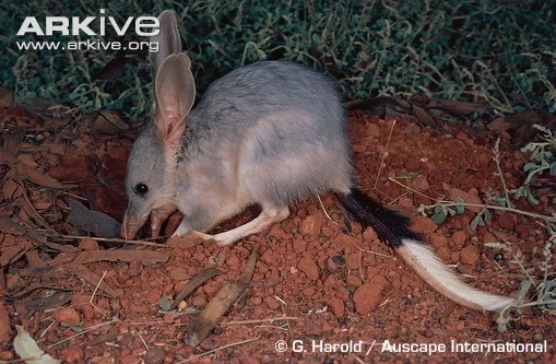 Greater Bilby | Animals Wiki | Fandom