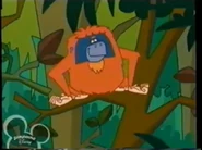 List of Species seen in Stanley | Animals Wiki | Fandom