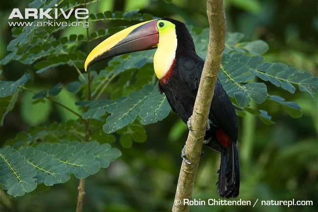 Black-mandibled Toucan | Animals Wiki | Fandom