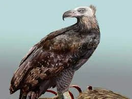 Haast's Eagle | Animals Wiki | Fandom