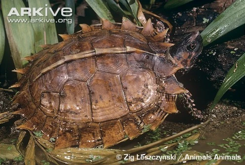 Spiny Turtle | Animals Wiki | Fandom